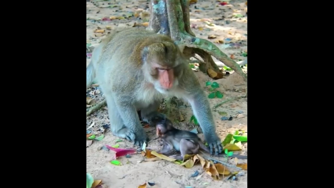 Oh god, a monkey came to attack the child and the mother.. pity the ...