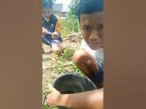 Proses pembuatan tape dari singkong, - YouTube