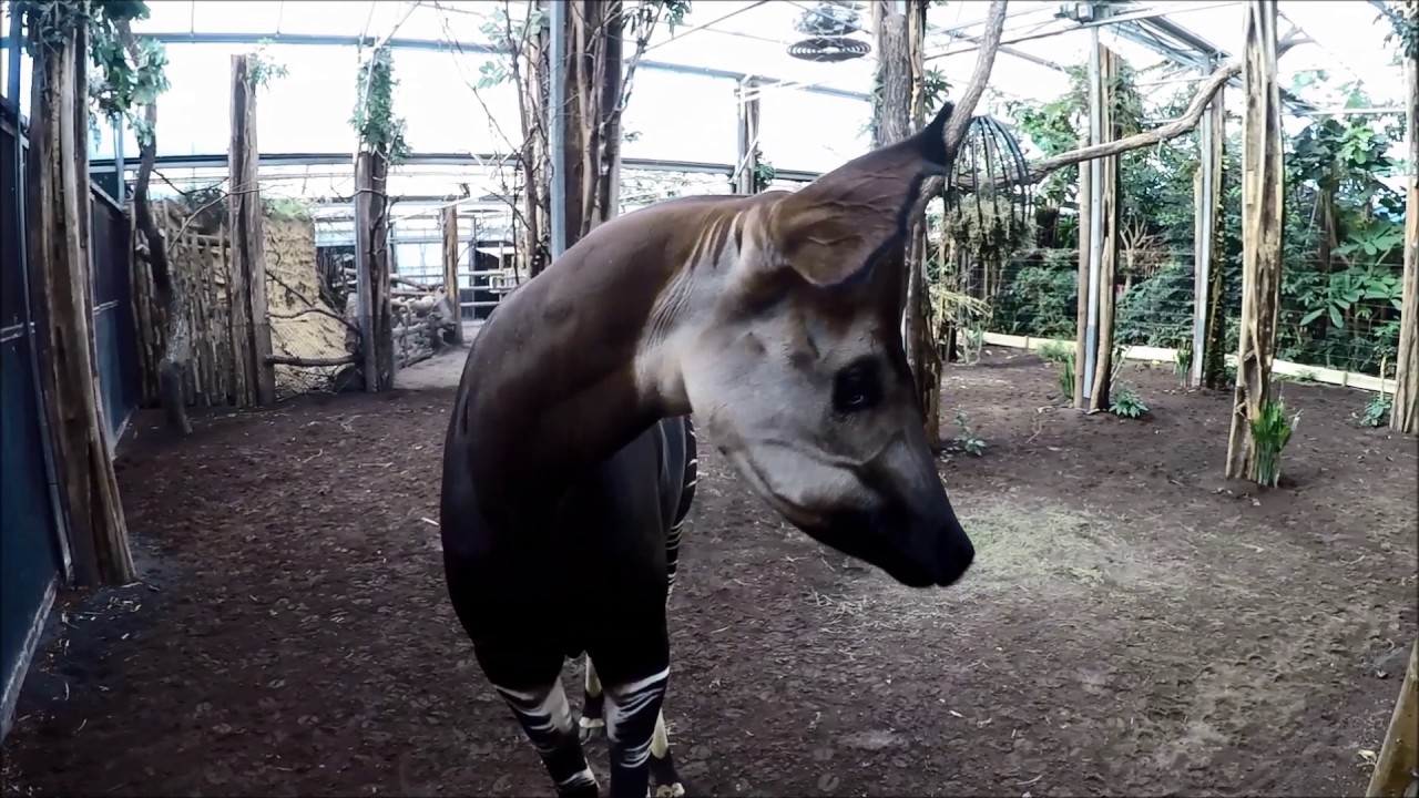 OkapiVlog #1: Kim stelt de okapi's voor en heeft een nieuwtje... - YouTube