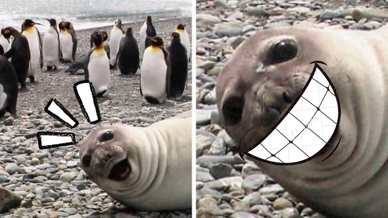 Funny Fat Seals Compilation T H I C C - YouTube