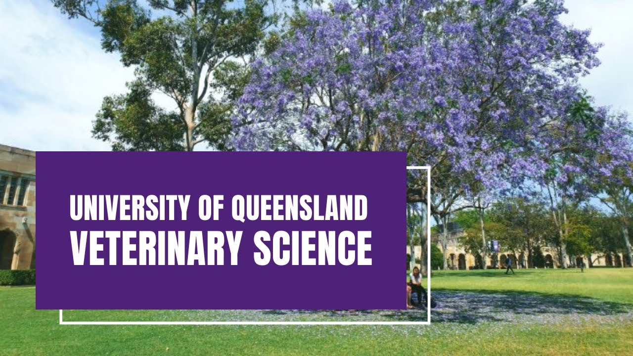 University of Queensland: UQ's AVMA-accredited Bachelor of Veterinary Science - YouTube