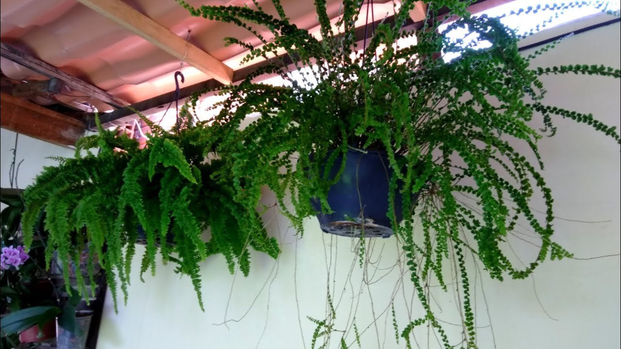 Como fazer mudas da Samambaia confete - YouTube