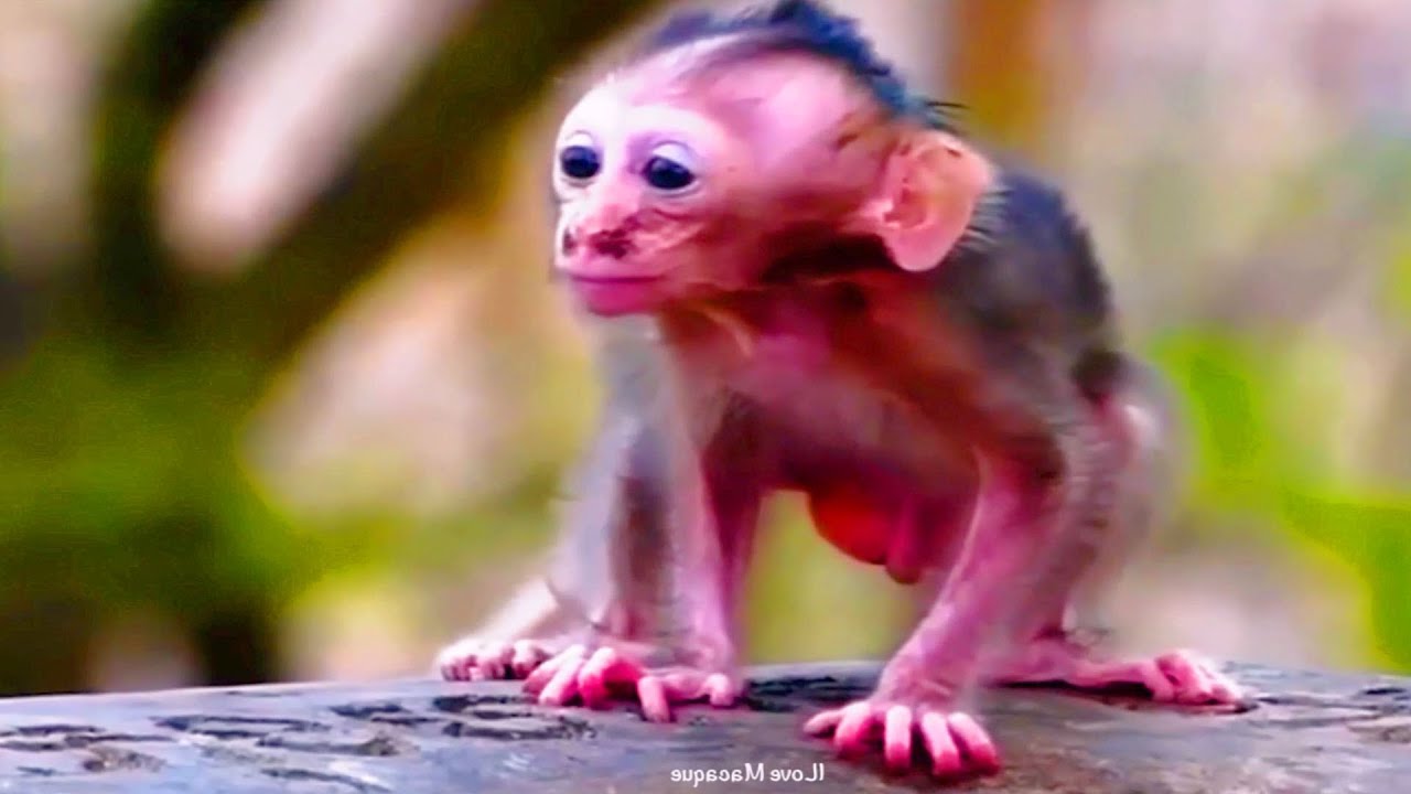 Feeling SoP-it-iful...The skinny Macaque BB Got H--ard Job To Stand Up As He Grows W--eak And S ...
