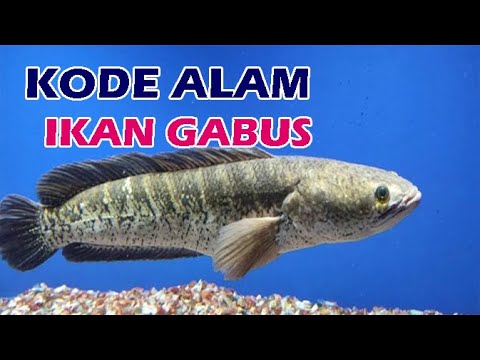 Erek Erek Ikan Gabus Kode Alam 2D 3D 4D | Angka Ikan Gabus | Mimpi Ikan ...
