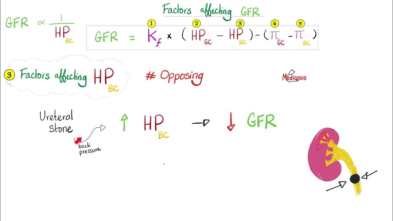 03. Glomerular Filtration (GFR) | Kidney Physiology Course - YouTube