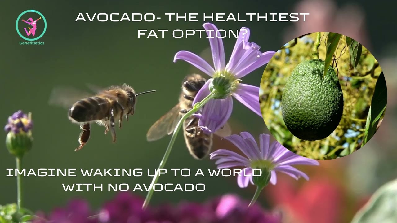 Avocado- the healthiest fat option? - YouTube
