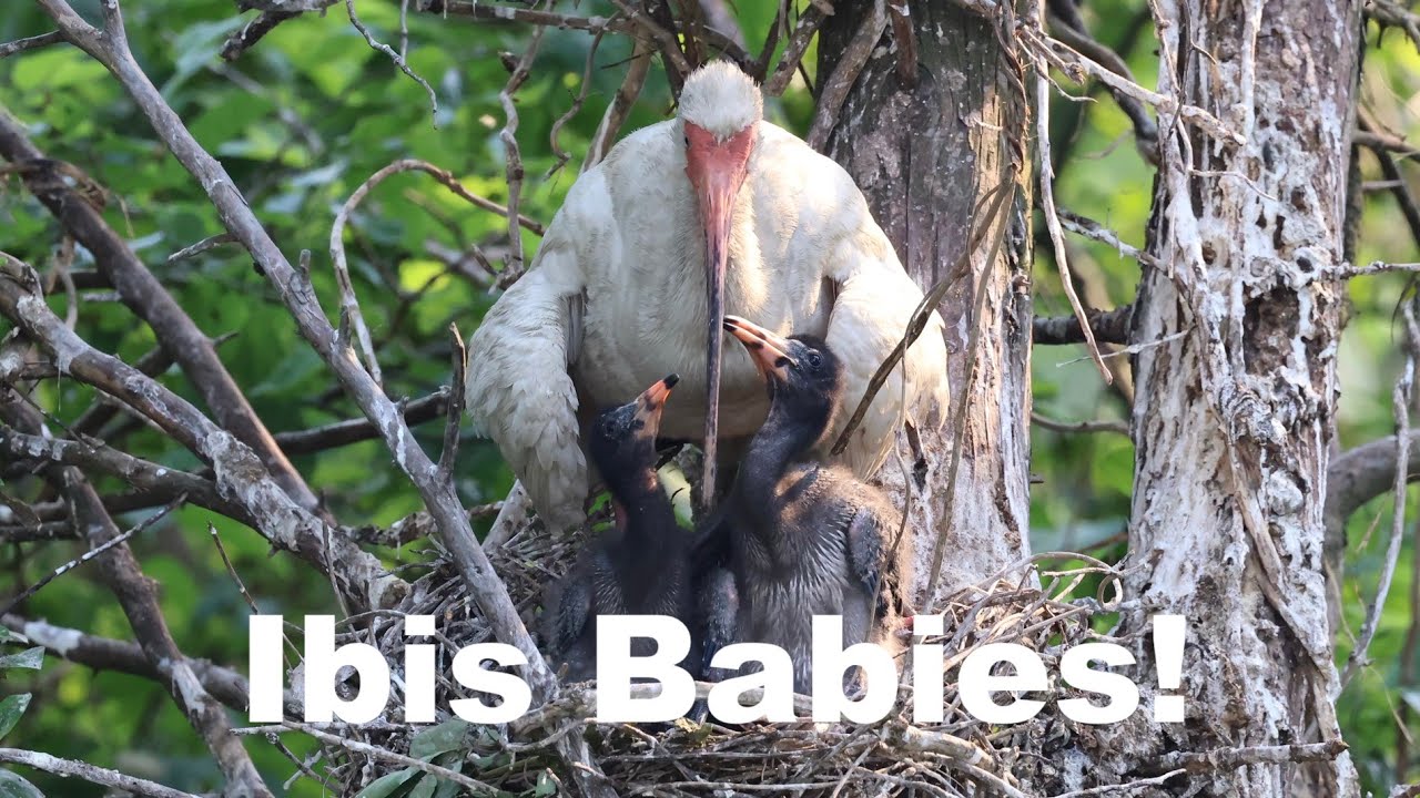 Meet the White Ibis (And Their Babies!) - YouTube