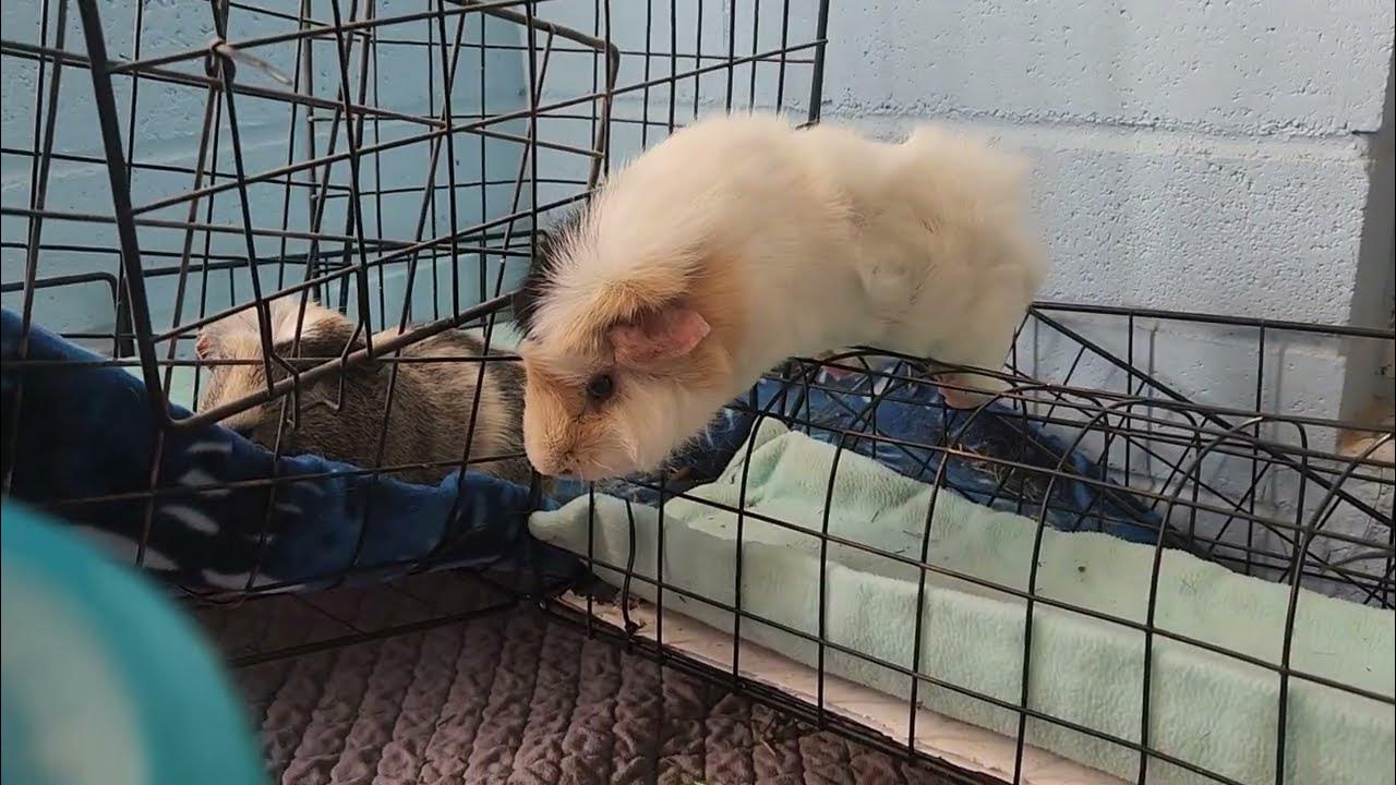 My Guinea Pig Gus is an Acrobat! - YouTube