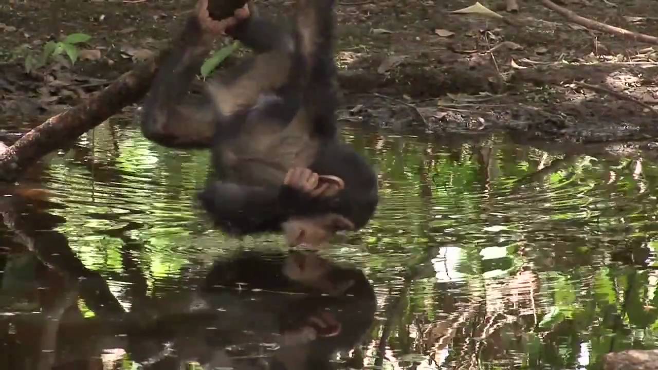 "Chimps on the Edge" Unusual Behavior at a Waterhole in Senegal - YouTube