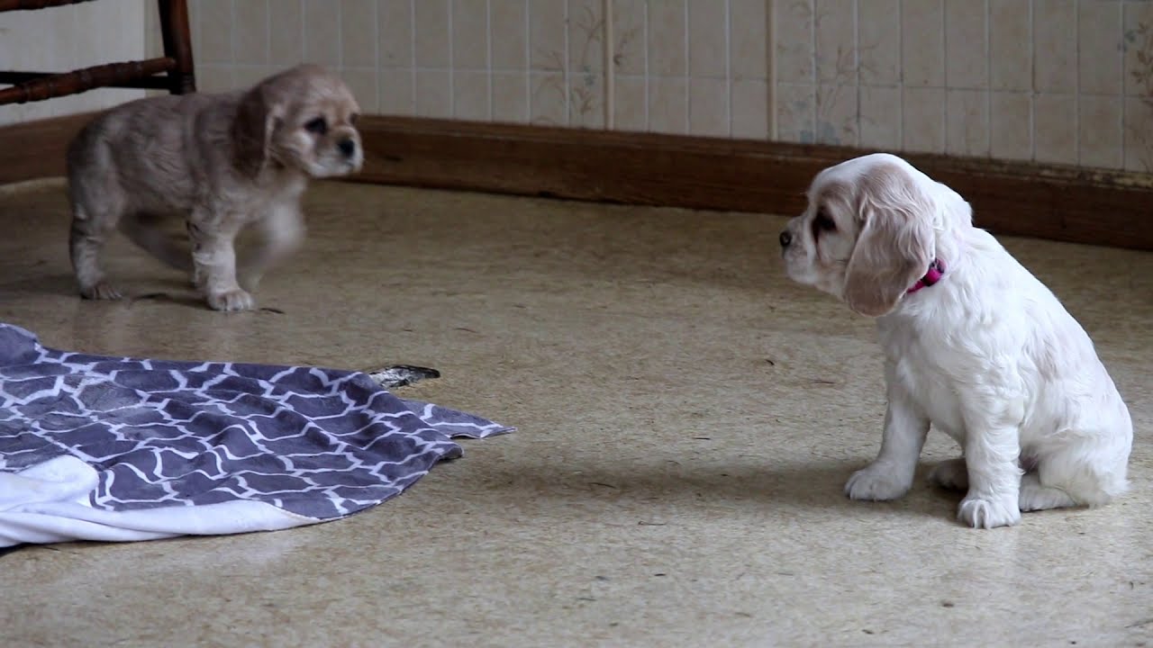 Cocker Spaniel Puppies for Sale - YouTube