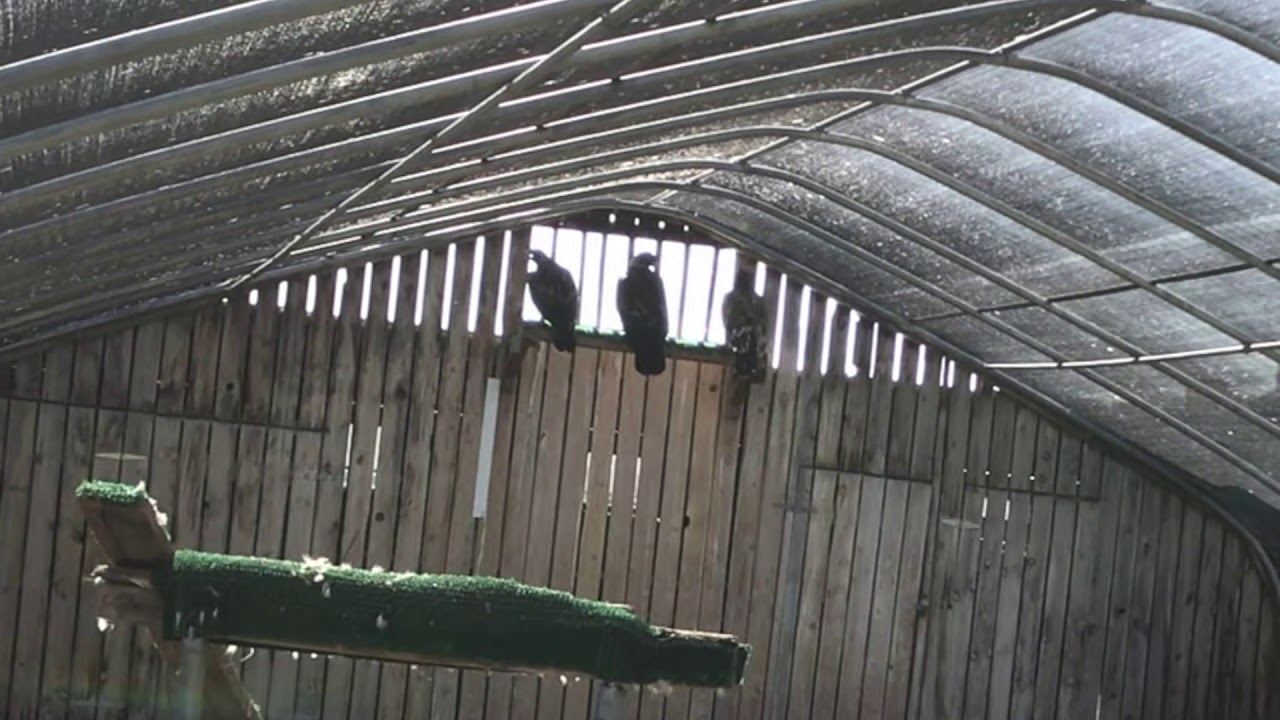 Birds of Prey tour: Large flight pen with golden eagles and bald eagles ...