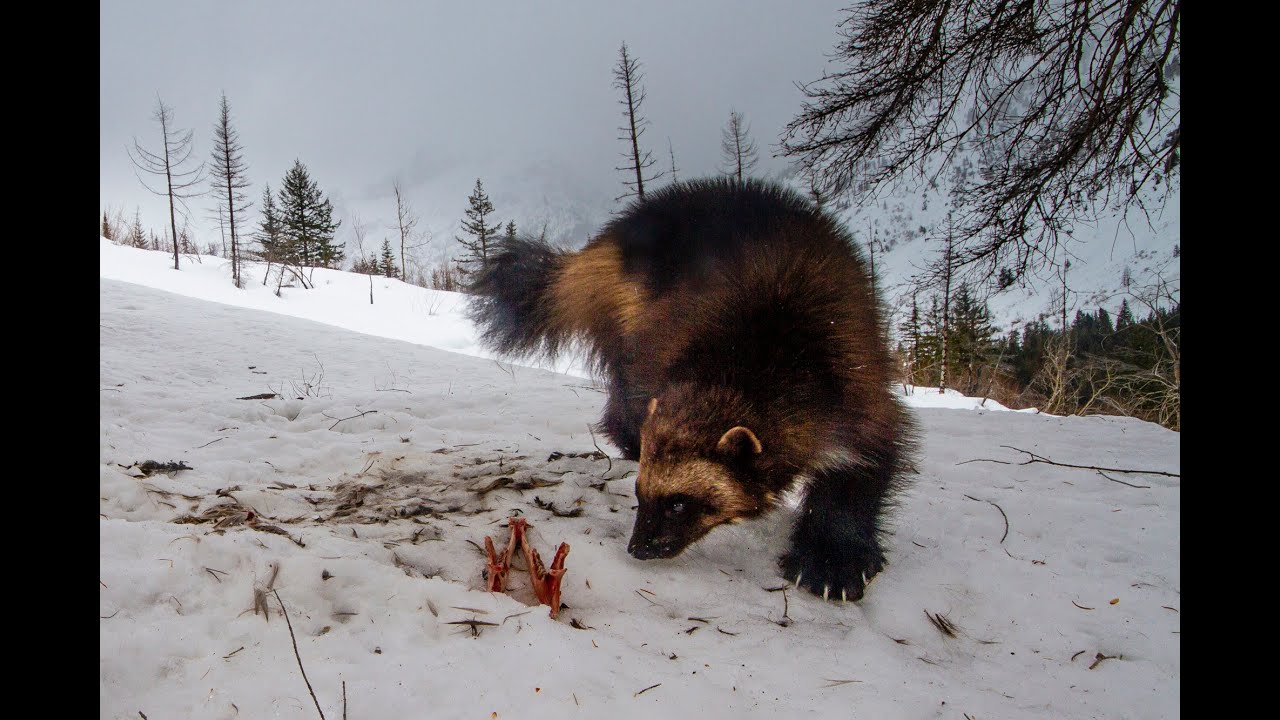 First Tuesday with Cascades Wolverine Project - YouTube