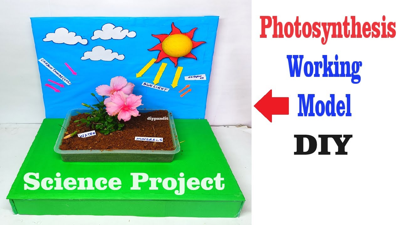 photosynthesis working model making for science exhibition - diy ...