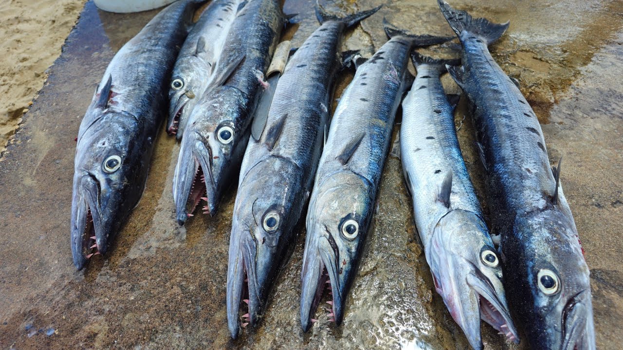 Spearfishing hunt Massive Catch Lots Of Barracudas Big up ...