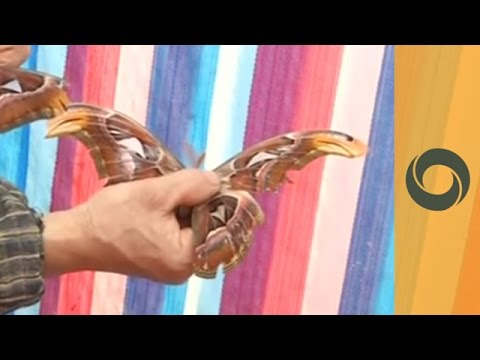 Giant Butterfly-like Insects Found In China, And Released! - YouTube