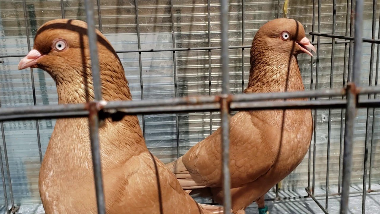 Pt#2, NY Tony High flying tipplers, assorted colors. - YouTube