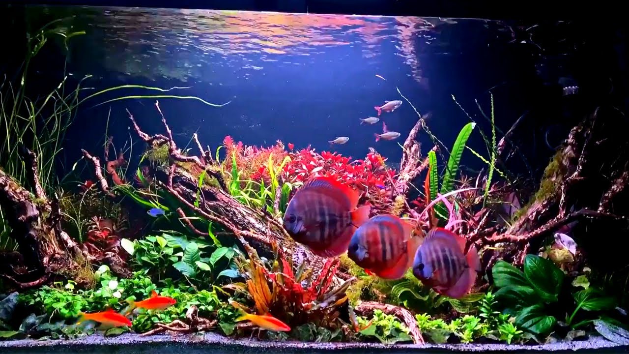 Unbelievable Planted Aquarium With Discus Fish and Friendly Tank Mates ...