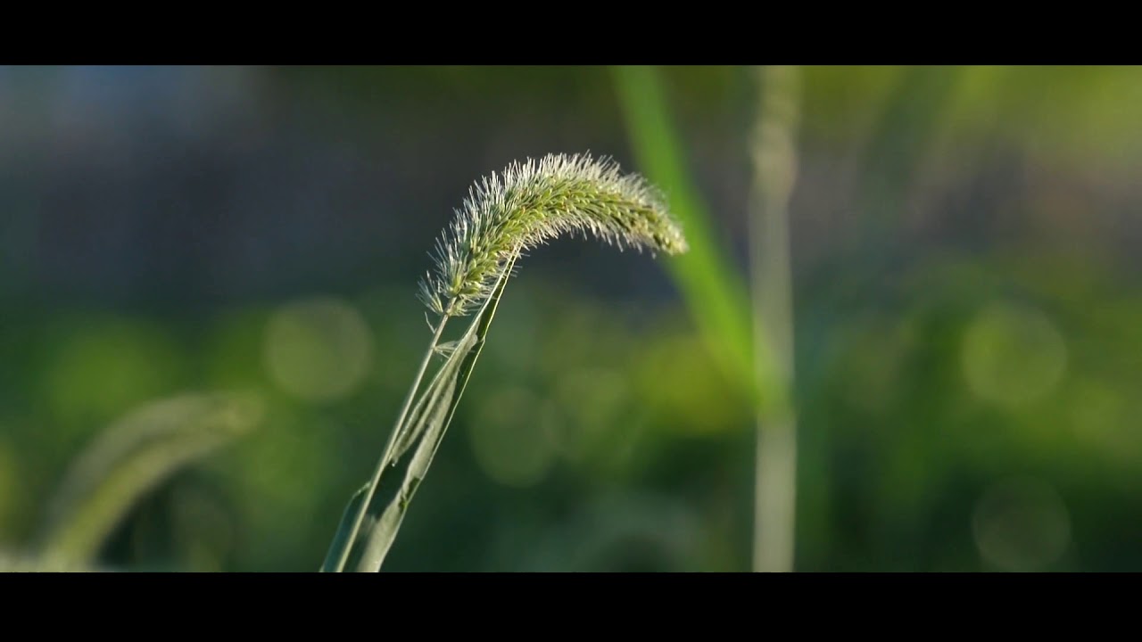 Cinematic swinging grass | CINEMATIC VIDEO | |SLOW-MOTION | - YouTube