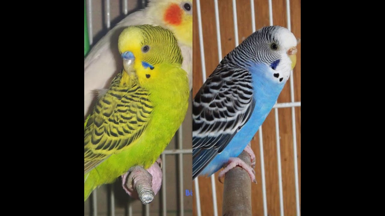 Budgie/Parakeet Hatchling To Fledgling (Softy And Cotton's Clutch ...