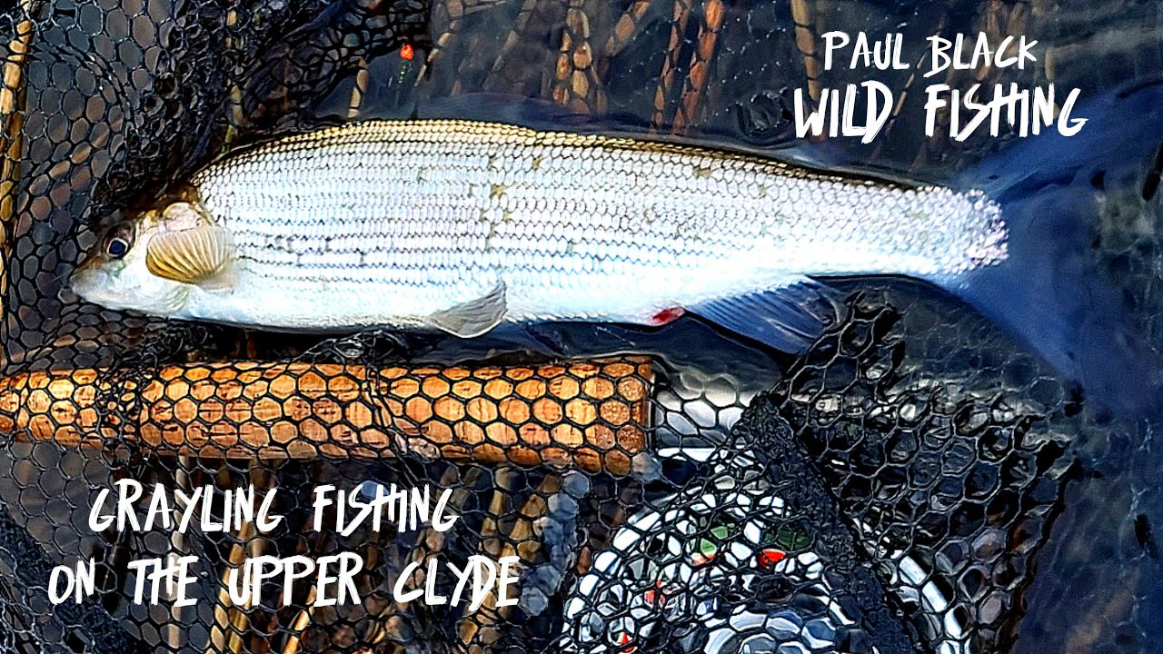 Grayling Fishing on the Upper Clyde Scotland - YouTube