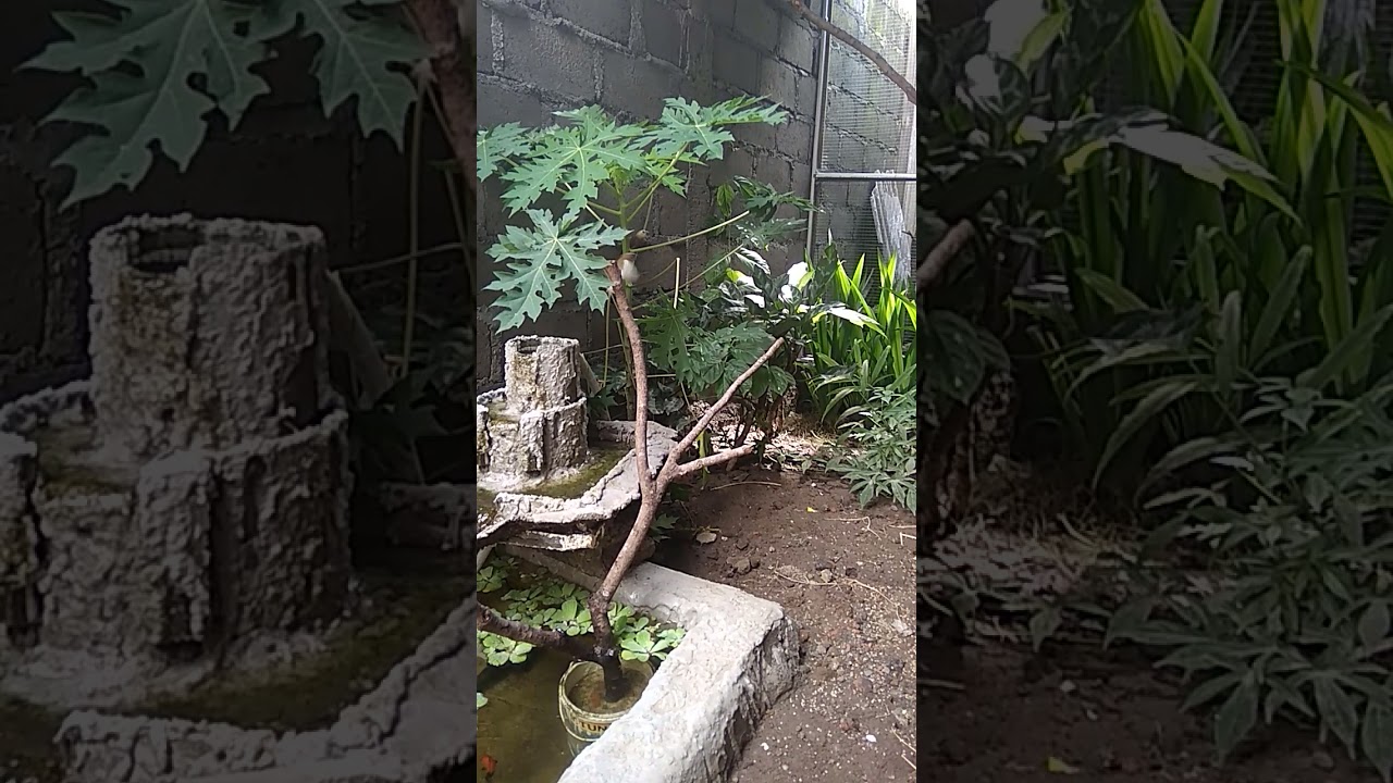 aviary mini dan kolam ikan 😀 - YouTube