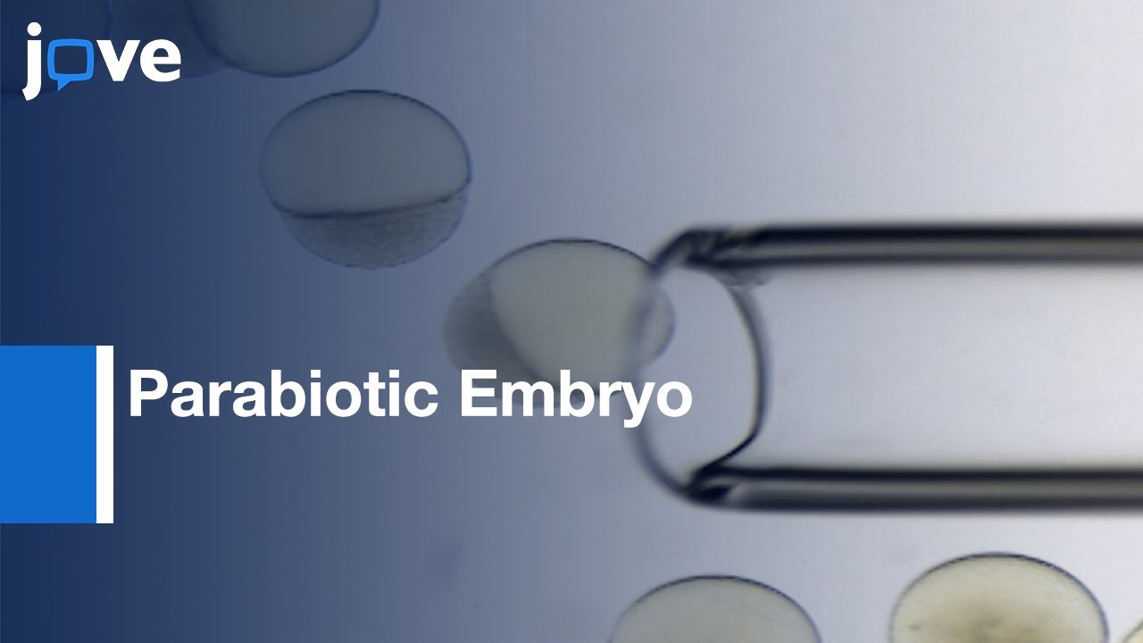 Parabiotic Embryo generated by Surgical fusion of Developing Blastulae ...