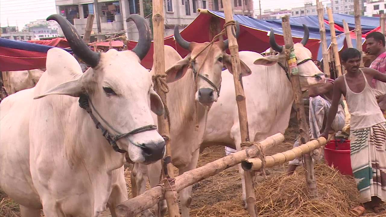 COW BAZAR IN BANGLADESH HD - YouTube
