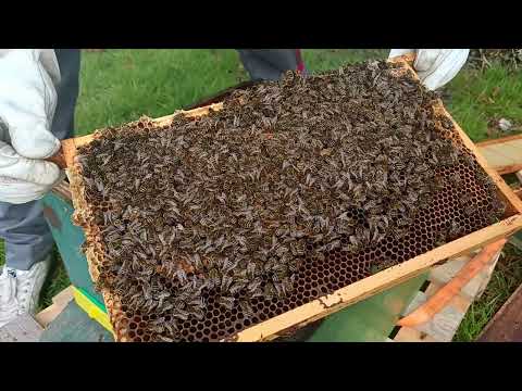 Checking bees in spring and feeding for stimulation #bees #beekeeping #beehive Ep. #6 - YouTube