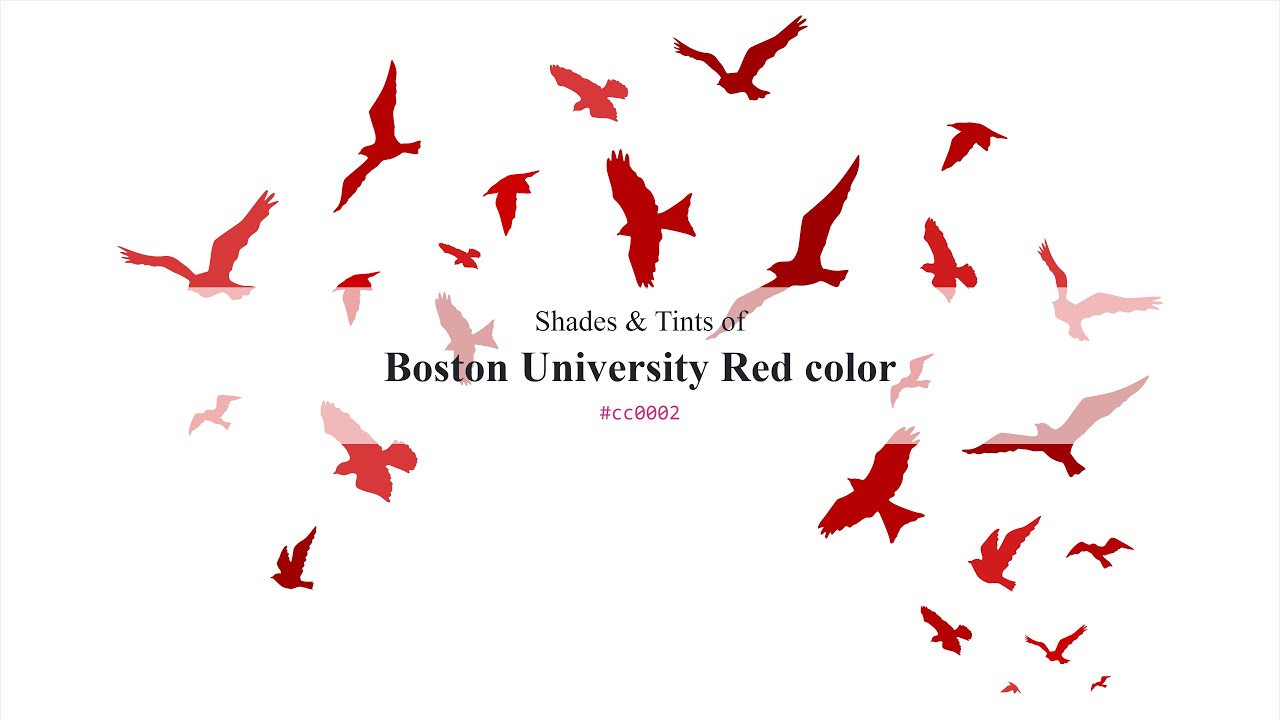 Shades & Tints of Boston University Red color #cc0002 A Warm Red color ...