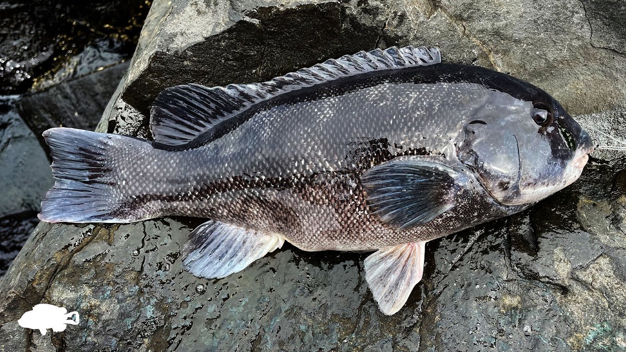 How I Catch Tautogs at the Jetty | First Keeper Tautog of the Year ...