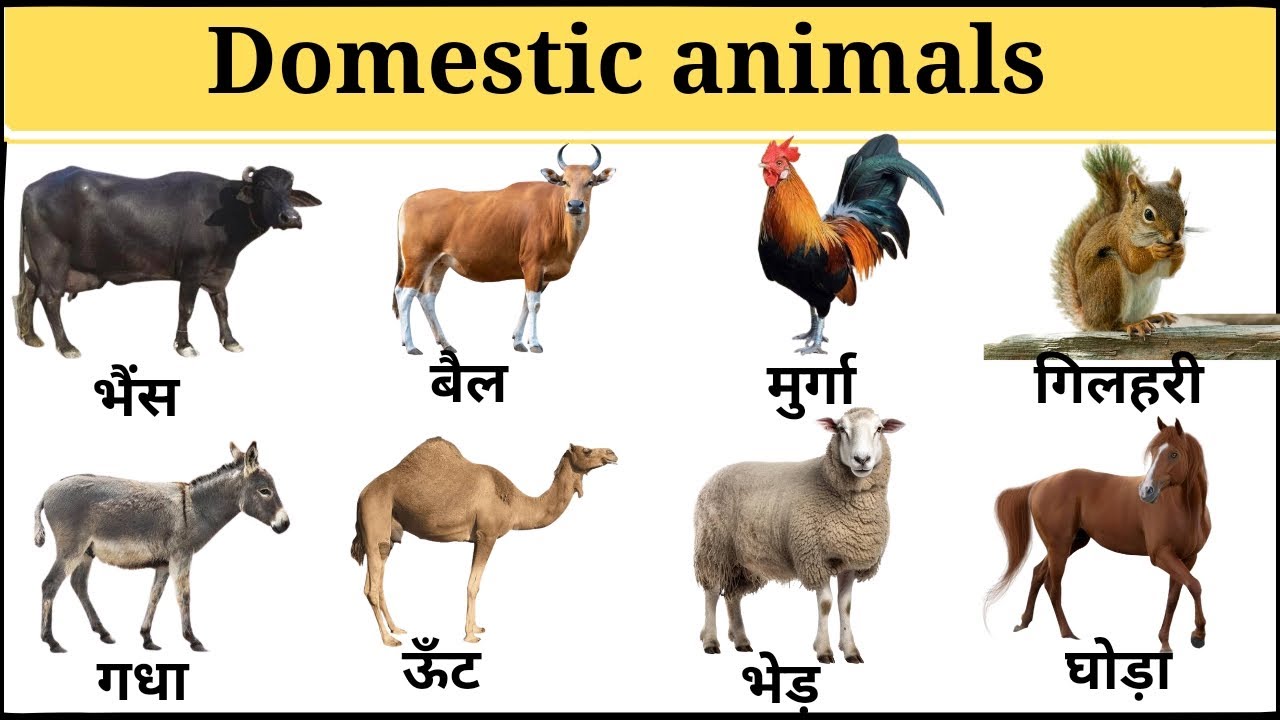 Domestic animals name with live examples, domestic animals, animals ...