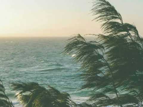 Süveyda Sezgin - Bazen Eğilir Dallar