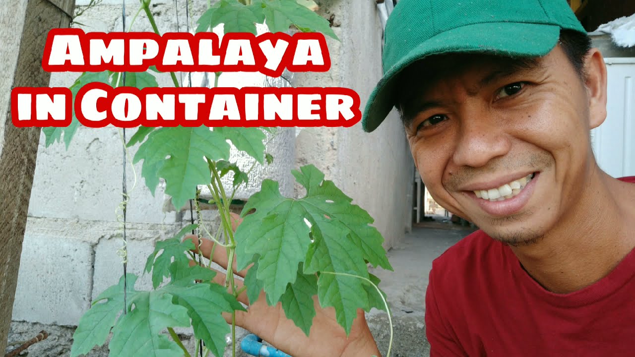 Ampalaya planting in pot | Bitter gourd in container | Magtanim ng ...