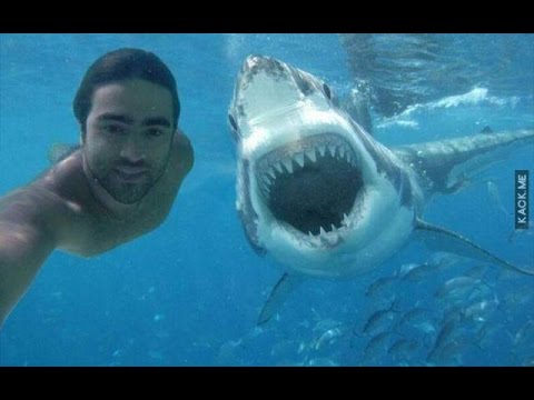 Die 20 DÜMMSTEN Bilder mit Tieren! - YouTube
