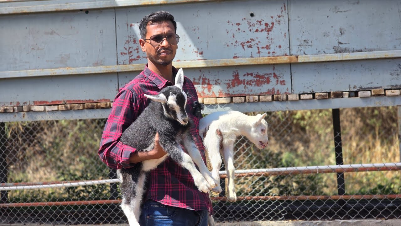 One Of The Finest Sanin Breeding Setup (Aurangabad) || Al Mehtab Goat ...