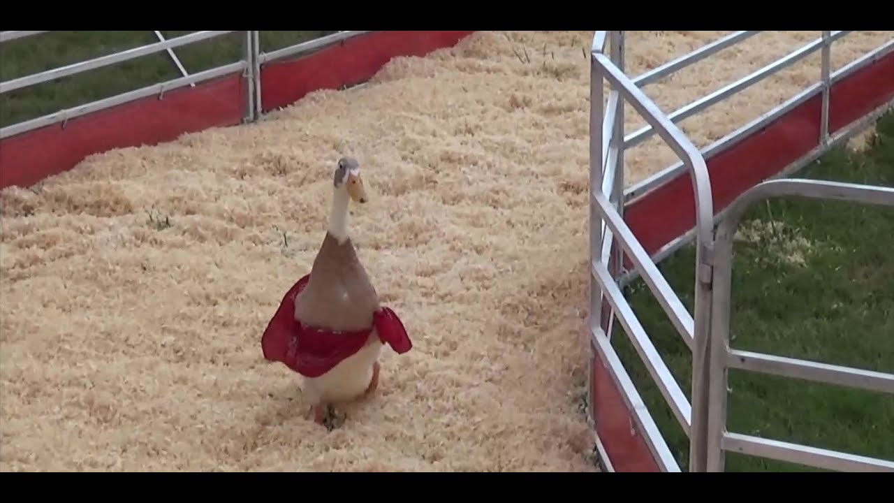 Great American Speedway Crazy Animal Races - So Cal Fair 2015 - YouTube