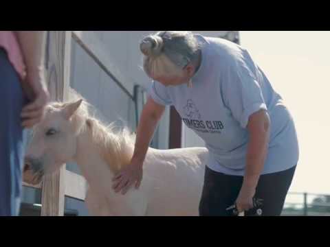 Your Story: MRCOOL and Horse Feathers Equine Center