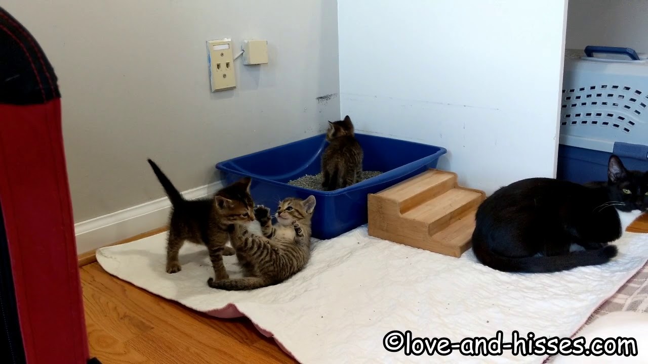 The Half Pints kittens playing - YouTube