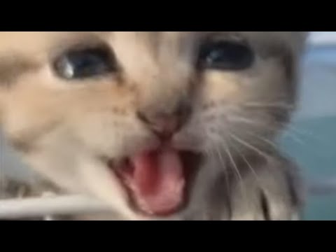 PERFECTLY CUT SCREAMS part 4