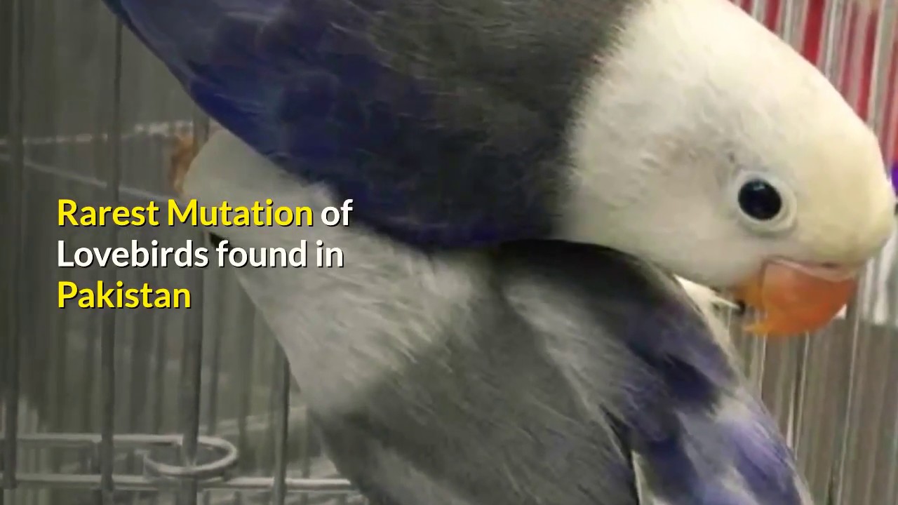 Learning Mutation #1: Rarest Lovebird Mutation 'MISTY' - YouTube