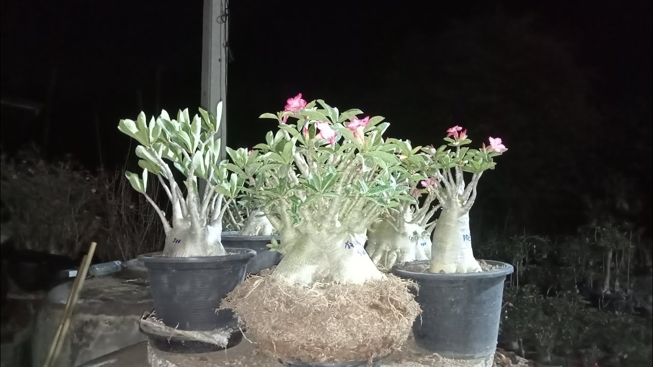 ชวนชมยามดึก 4/03/68 ไลน์ id: e23hkz - YouTube