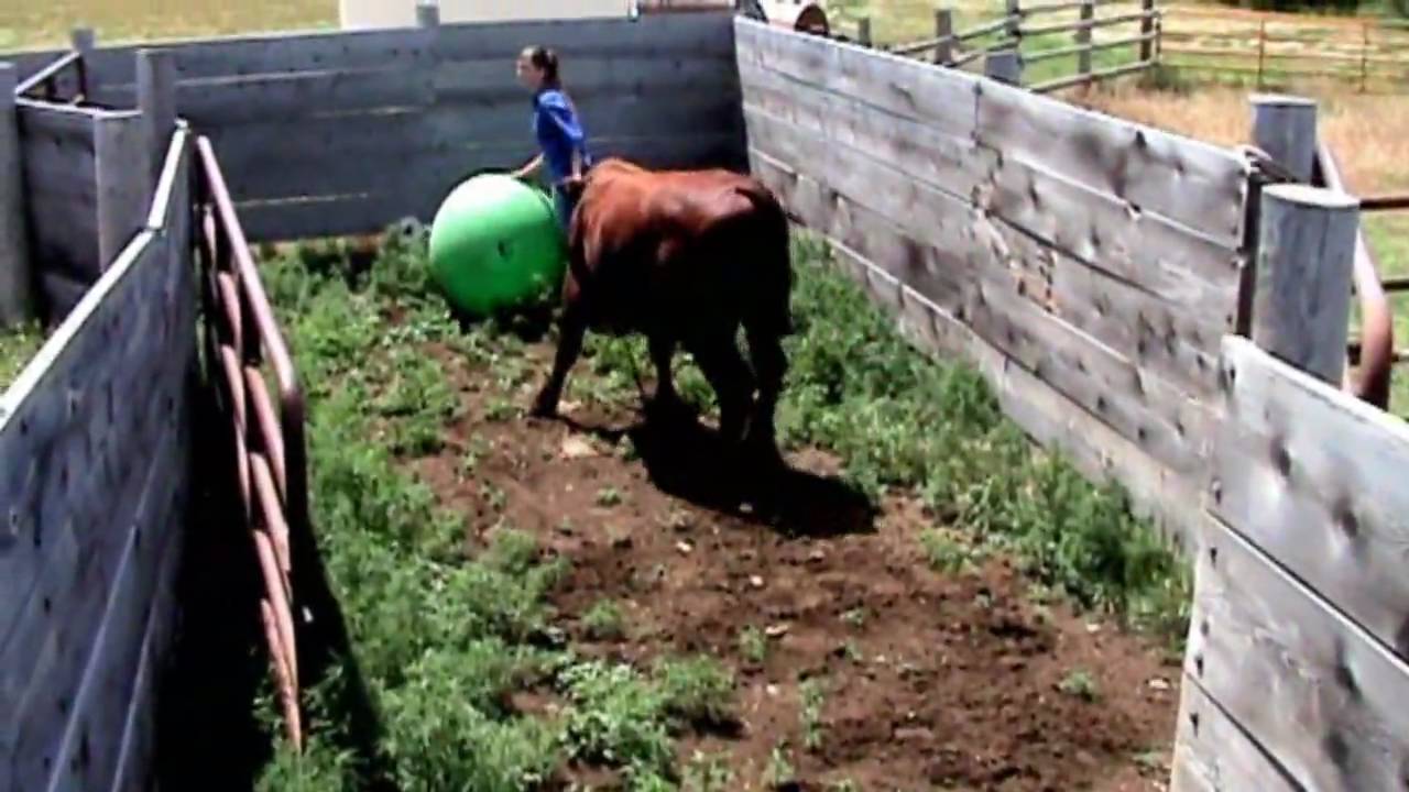 Parelli Natural Cow~Man~Ship? Oh Ya!! Staight Up! (In HD!!) - YouTube