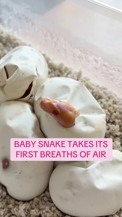 Baby Ball Pythons are HATCHING😍 - YouTube