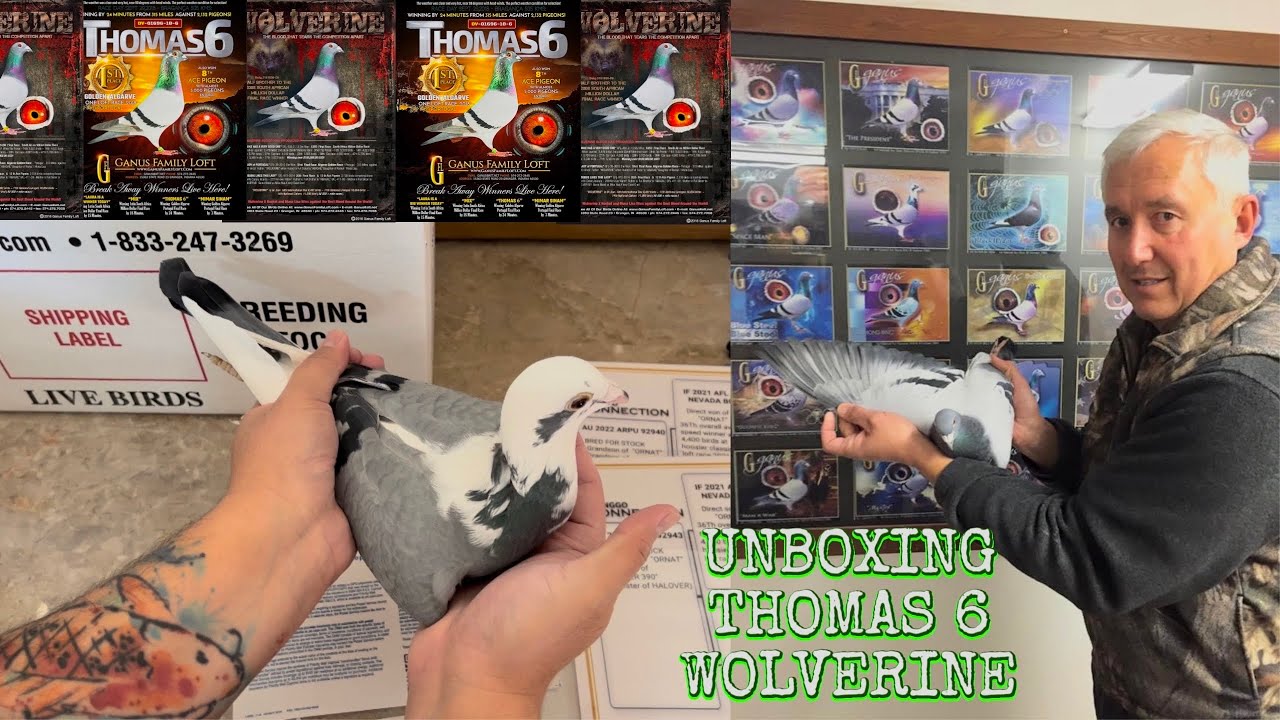 UNBOXING WOLVERINE/THOMAS 6 | MIKE GANUS | GANUS FAMILY LOFT | GFL ...