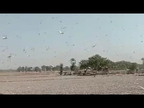 Worst Locust attack in Pakistan tiddi dal ki tabahi - YouTube