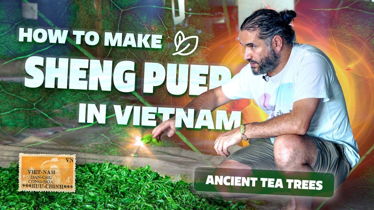 Making sheng puer from ancient tea trees in Vietnam. - YouTube