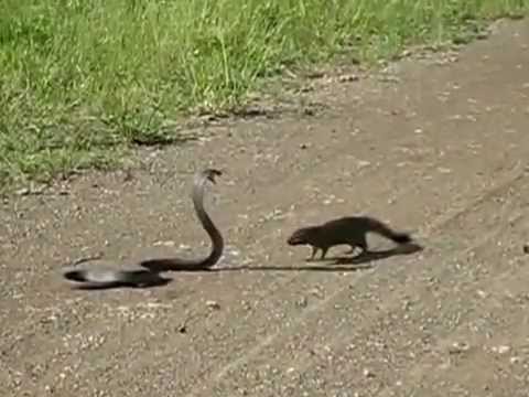 ( Facing the cobra and mongoose ) Kobra ve Firavun Faresi Karşı Karşıya