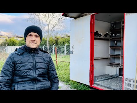 ÖZGÜR SARIEFE AYDIN NAZİLLİ dönek güvercin Pigeons roller Dunek Bursa Muradiye Selanik Macır dönüş