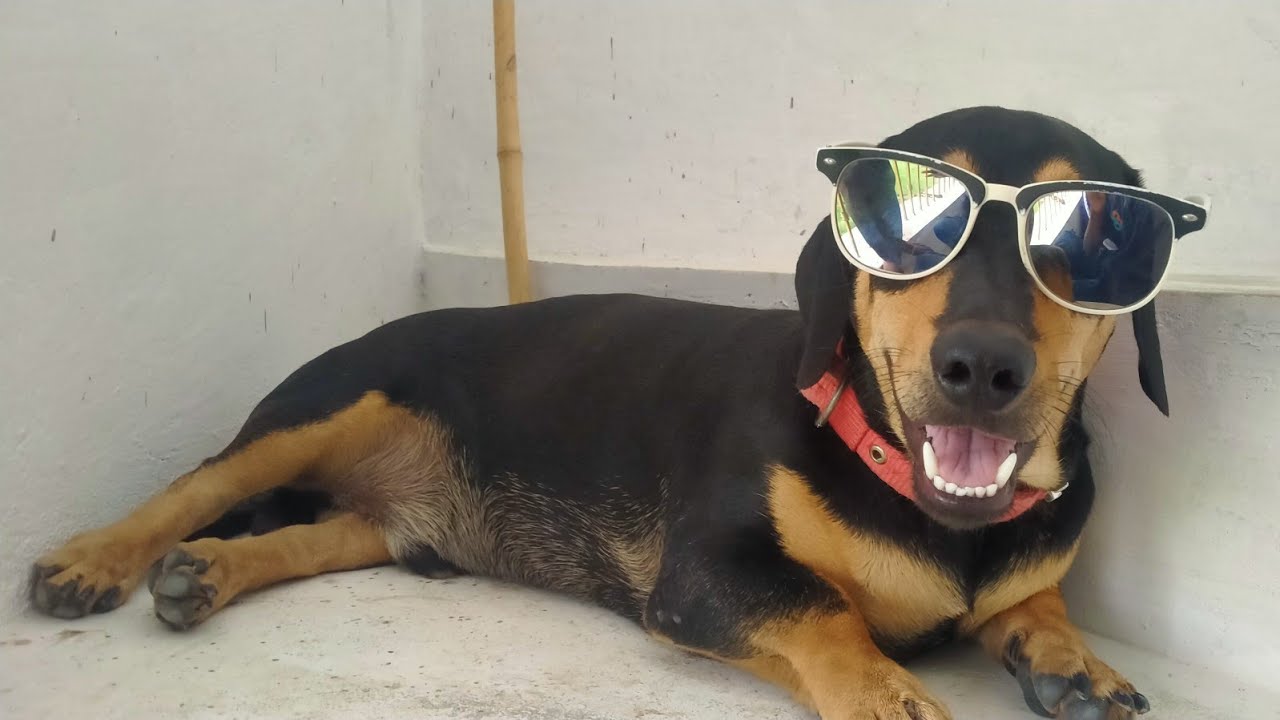 Dachshund dog cute 😍😍 carrom board playing video..... - YouTube