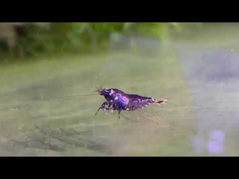 Caridina Purple Metallic Shrimp - Shrimps.dk - YouTube